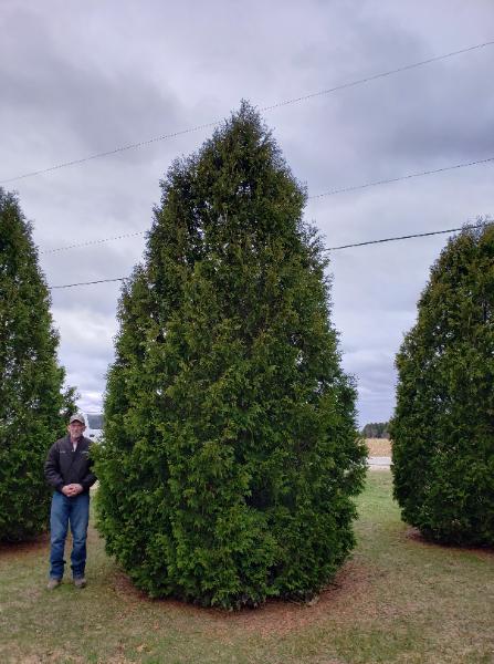 Nigra Arborvitae | WholeSale or Installed