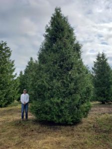 Nigra Arborvitae | WholeSale or Installed